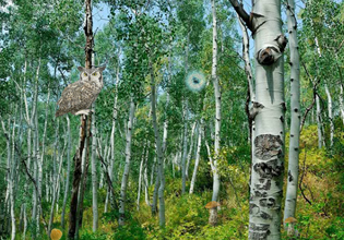 Enchanted Fox Forest Escape - Escape Fan