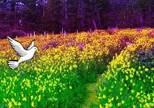 Easter Cascade Forest Escape Escape Fan