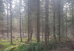 Sunlight Forest Adventure - Escape Fan