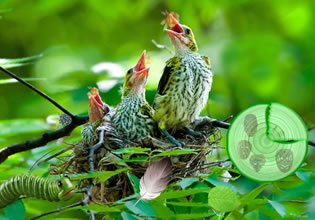 Twilights Forest Escape Escape Fan