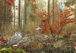 Autumn Forest Escape - Escape Fan