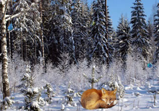 Frozen Forest Escape Escape Fan